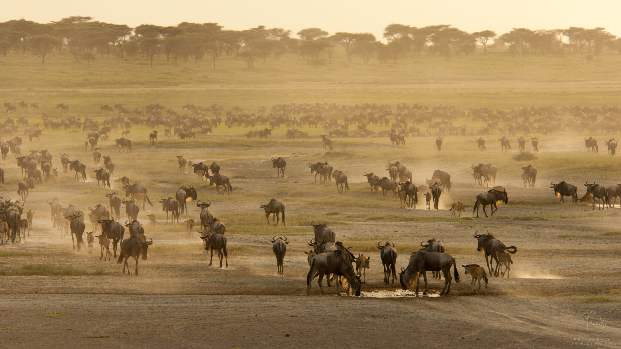 Land of Nature Camps & Lodges - Unveiling Serengeti's Untamed Beauty