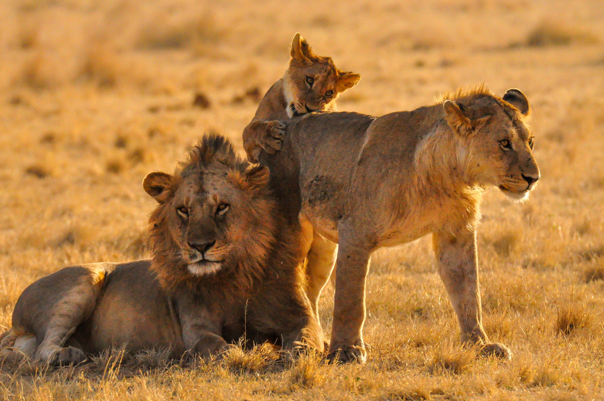 Land of Nature Camps & Lodges - Unveiling Serengeti's Untamed Beauty